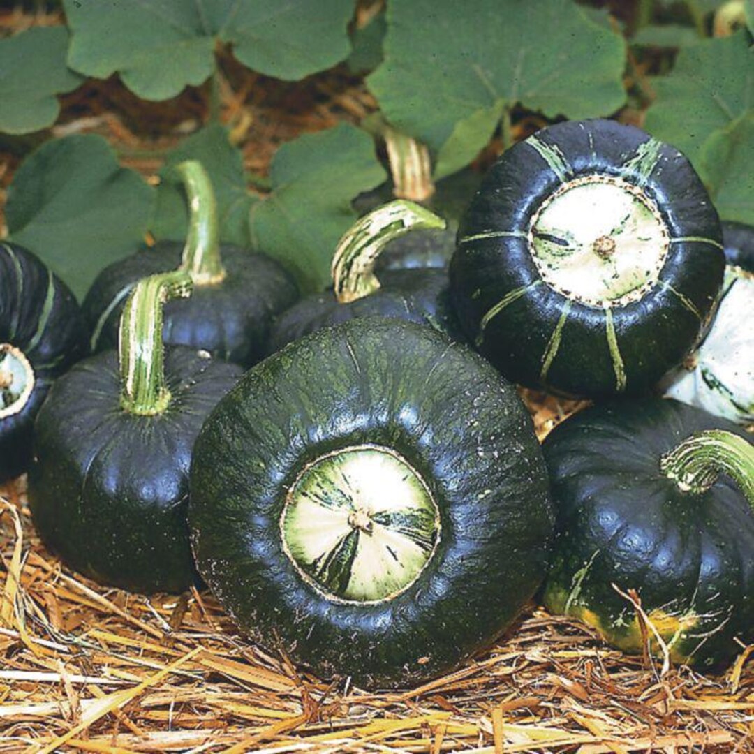 10 Buttercup Winter Squash Seeds. Ships Free - Etsy