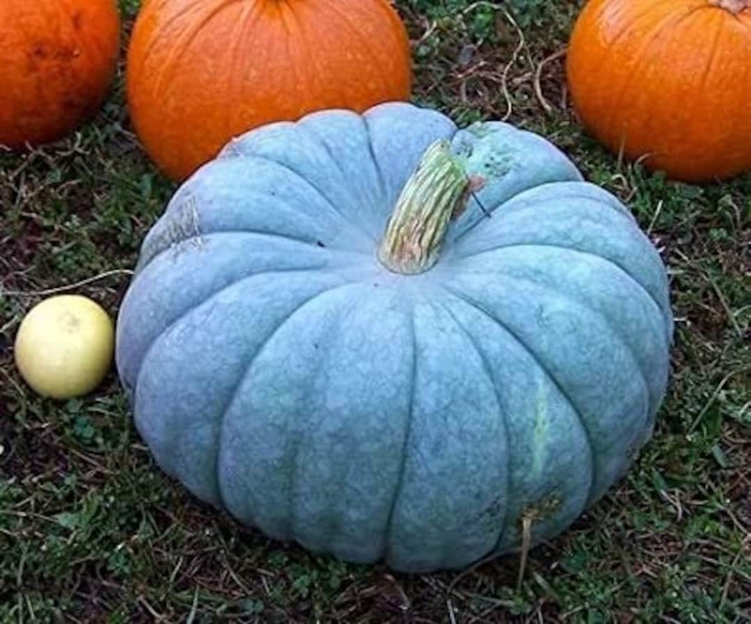 10 Jarrahdale Blue Pumpkin Seeds. Organic. Ships Free - Etsy