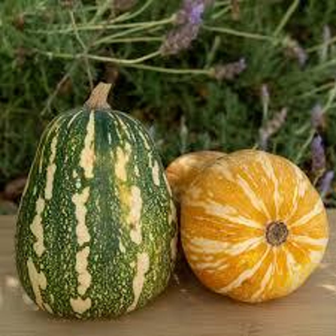 10 Green Ayote Winter Squash. Ships Free. - Etsy