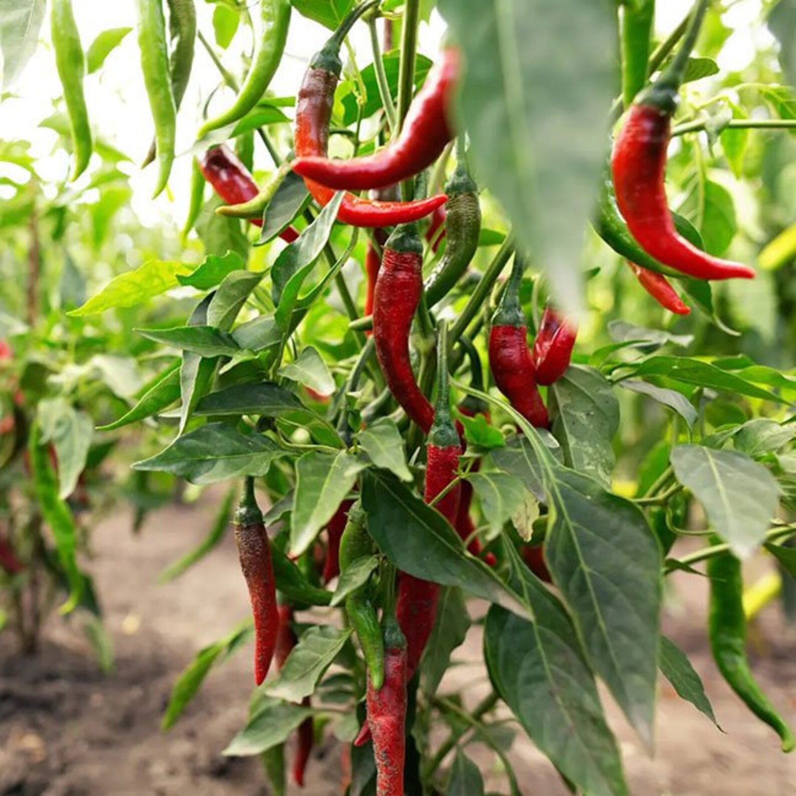 100 Hot Red Chilli Pepper Seeds. Organic. Ships Free - Etsy