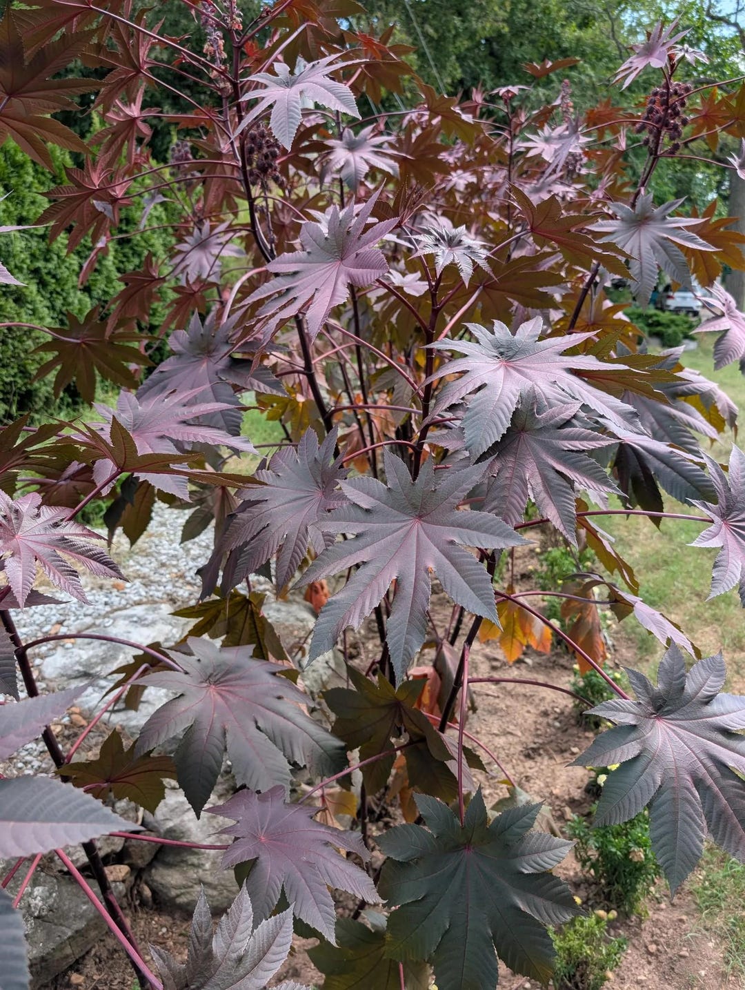 15 Purple Wonder Tree Castor Pods Exotic Seeds. Ships Free - Etsy