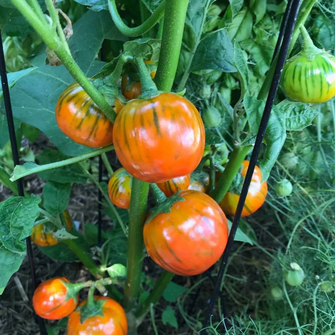 20 Turkish Orange Eggplant Seeds. Ships Free - Etsy