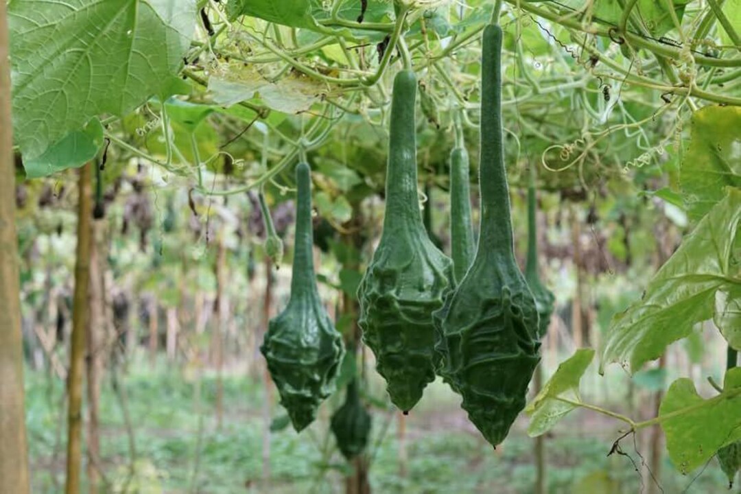 10 Caveman's Club Gourd Seeds. Ships Free - Etsy