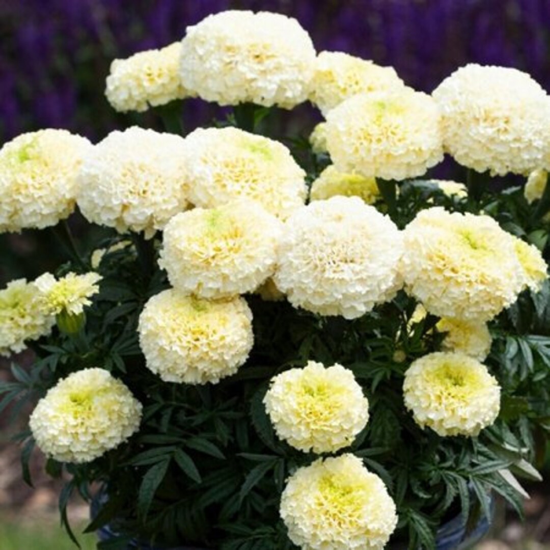 50 Dwarf White Gold Marigold Flower Seeds. Ships Free - Etsy