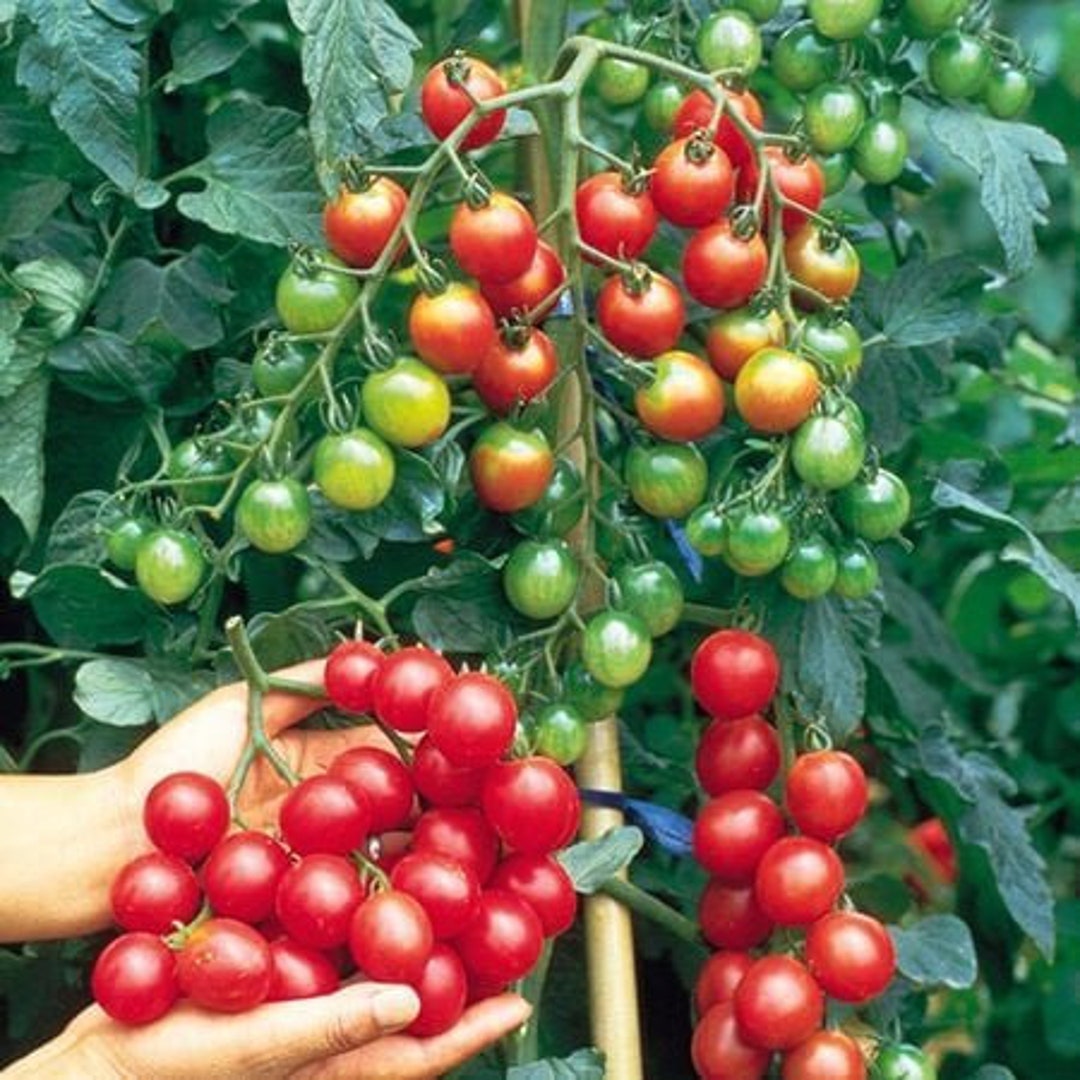 50 Sweet Million Tomato Seeds. Ships Free - Etsy