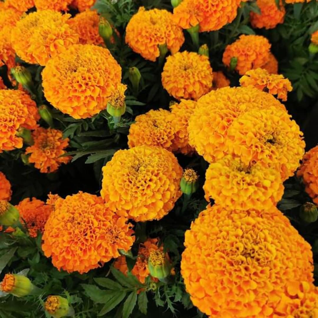 200 Orange Inca Marigold Seeds. Organic. Ships Free - Etsy
