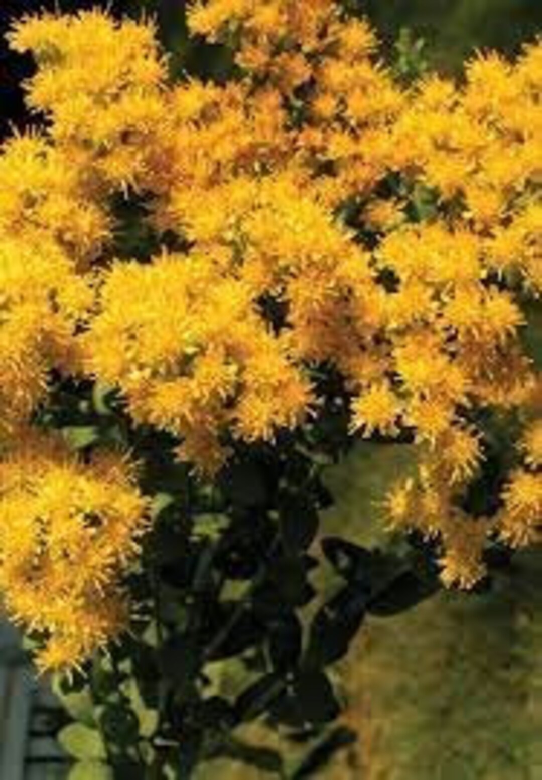 50 Stiff Goldenrod Solidago Seeds. Perennial.ships Free - Etsy