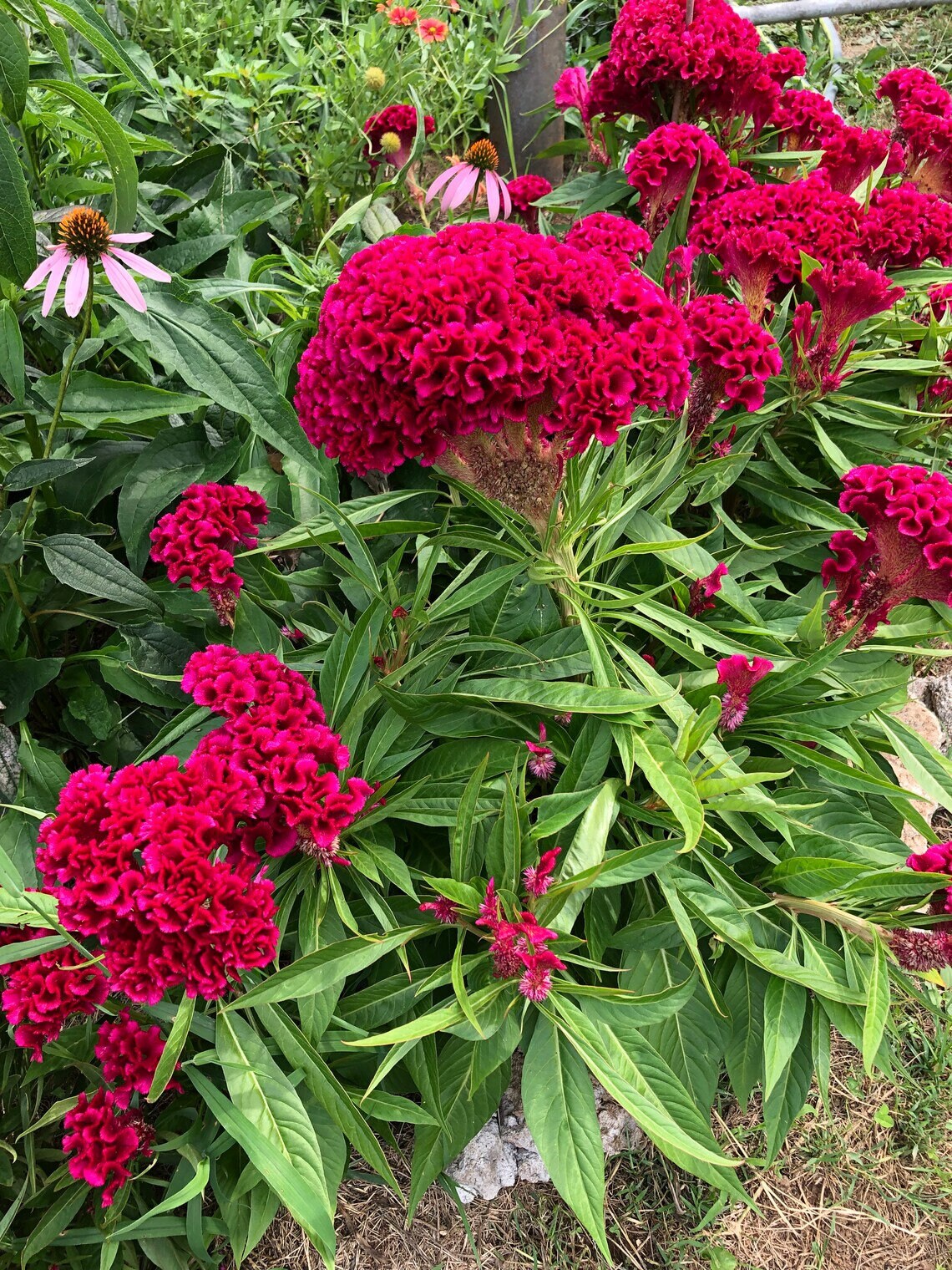 500 Cockscomb, pink Celosia Cristata Seeds. Ships Free - Etsy