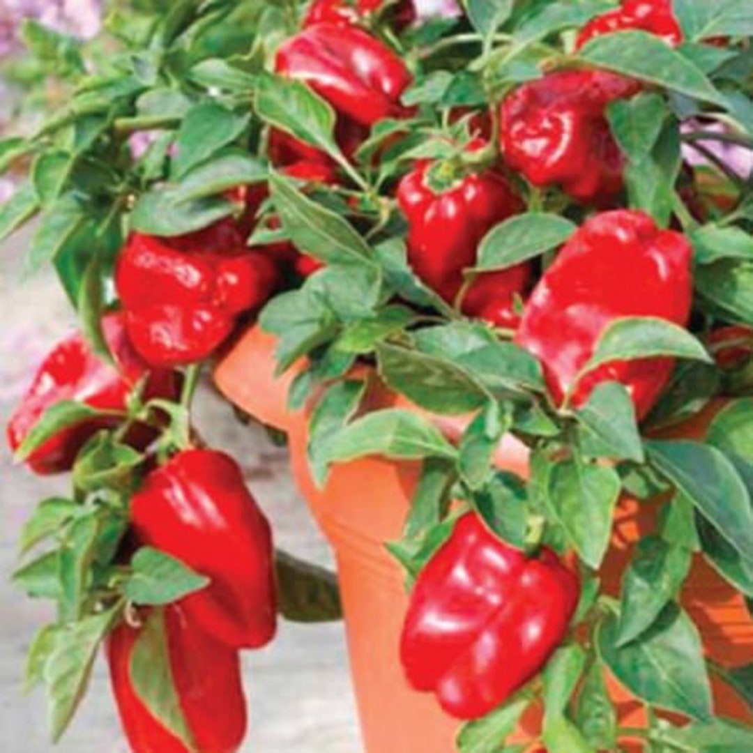 20 Patio Redskin Sweet Bell Pepper Seeds. Ships Free - Etsy
