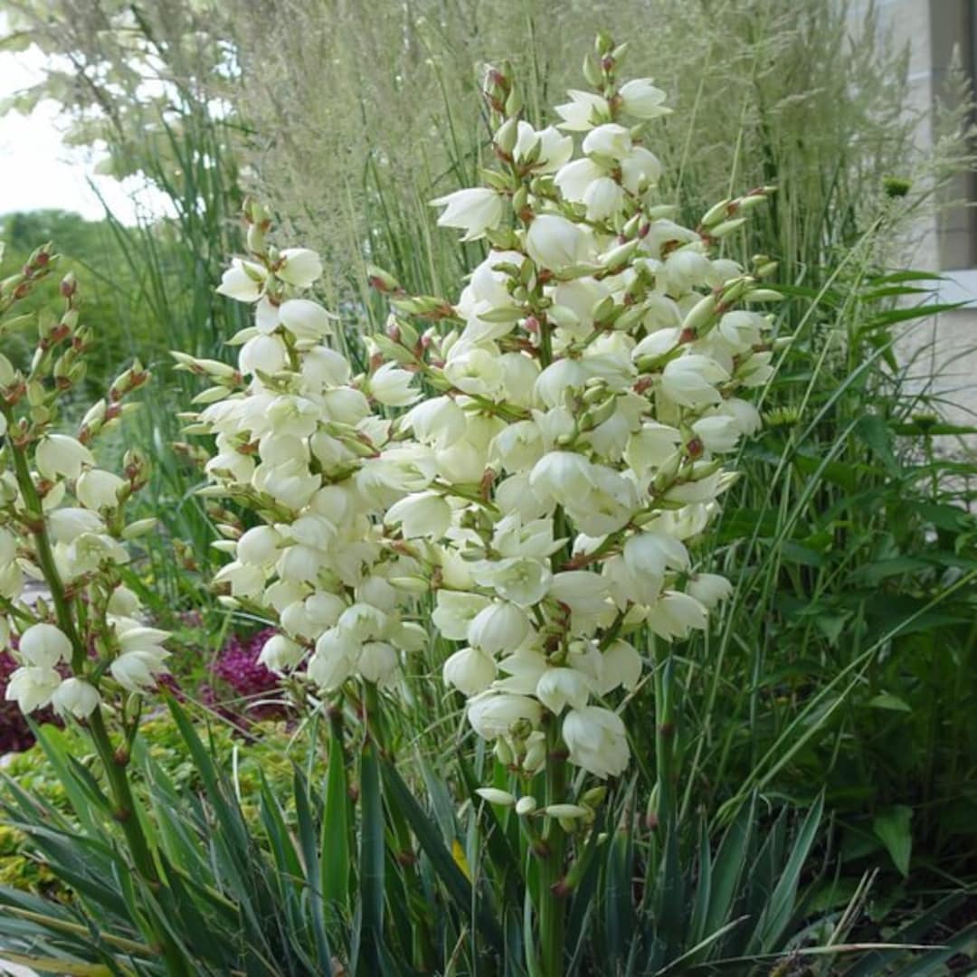 100 Adam's Needle Yucca Seeds. Ships Free - Etsy