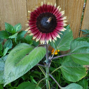 10 Ms. Mars Pink Dwarf Sunflower Seeds. Ships Free - Etsy