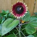 10 Ms. Mars Pink Dwarf Sunflower Seeds. Ships Free - Etsy