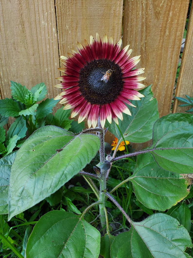 10 Ms. Mars Pink Dwarf Sunflower Seeds. Ships Free - Etsy