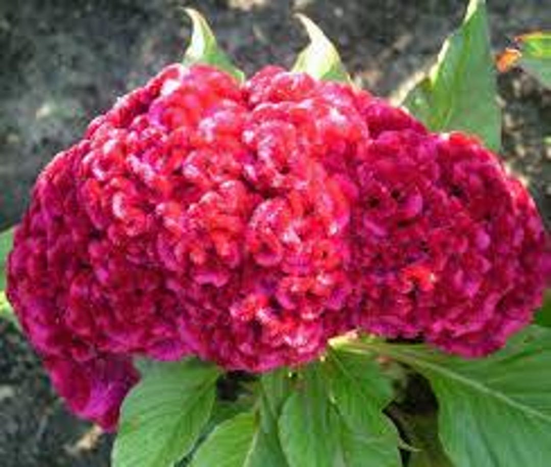 200 Dwarf Pink Celosia Cristata Cockscomb Seeds. Ships Free - Etsy
