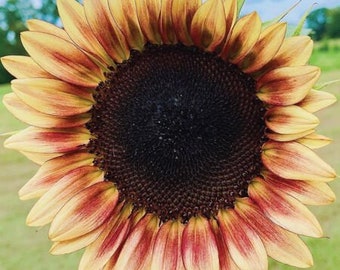 Procut® Red Lemon Bicolor Sunflower Seeds 15 Seeds - Etsy