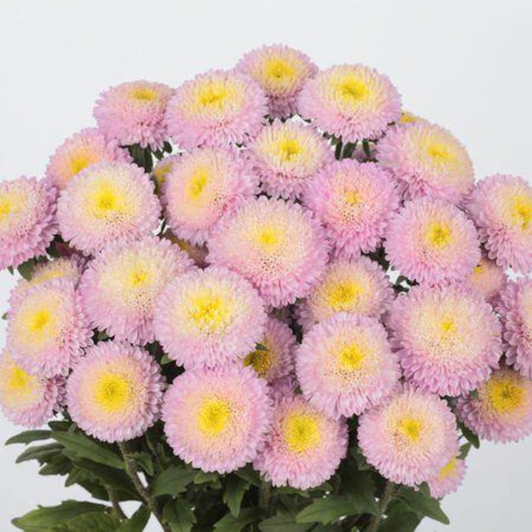 30 Aster Bonita Shell Pink Seeds. Ships Free. - Etsy