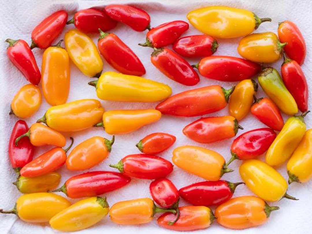 Mini Sweet Peppers 50 Seeds. Assorted Colors - Etsy