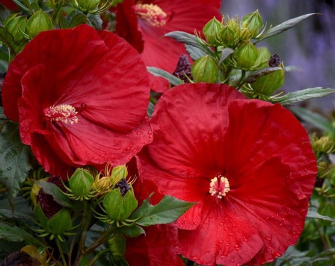 100 Hibiscus Cranberry Crush Seeds. Organic. Hardy. Ships Free - Etsy