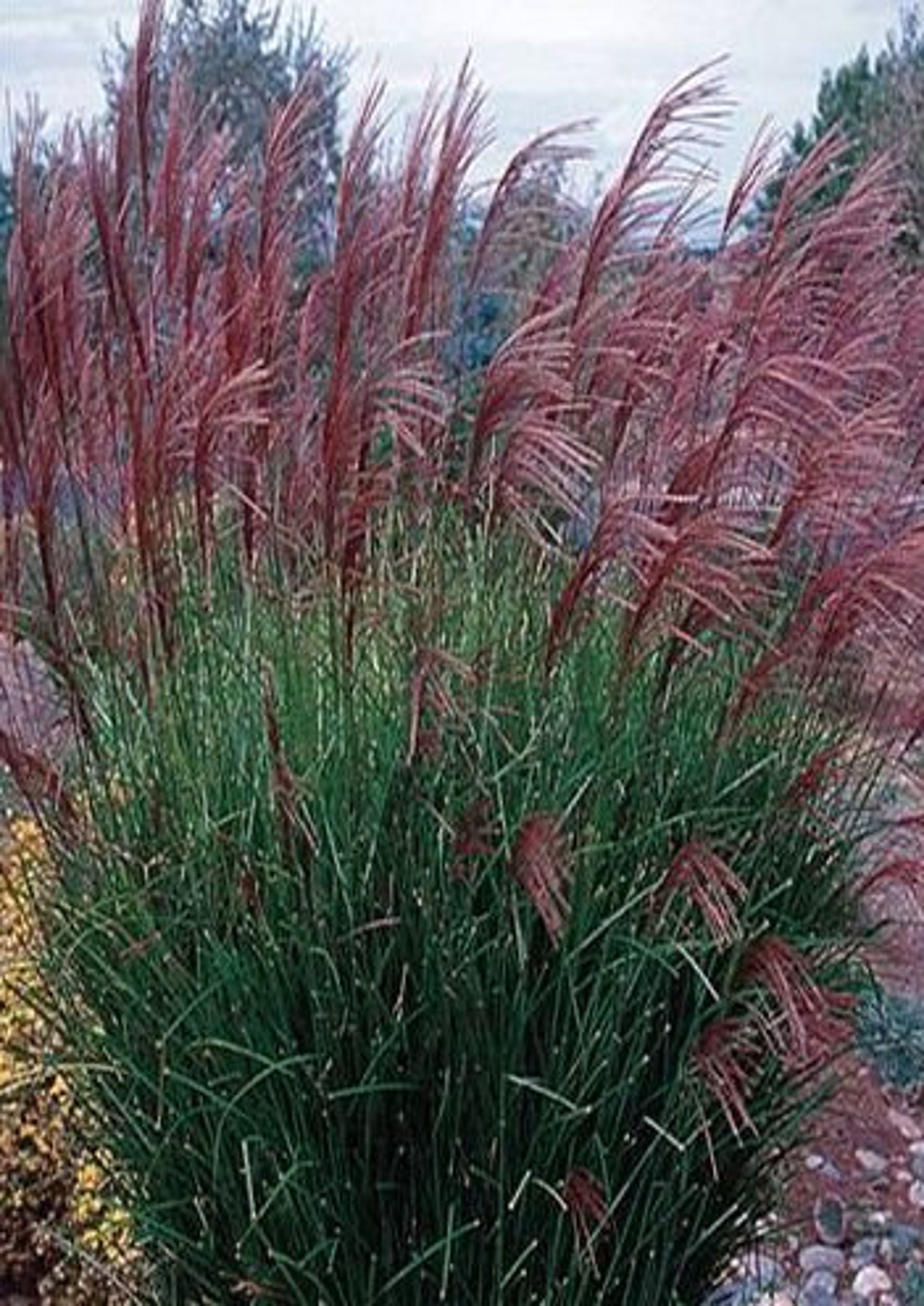 100 Purple Morning Light Maiden Grass Miscanthus Seeds. Ships Free - Etsy
