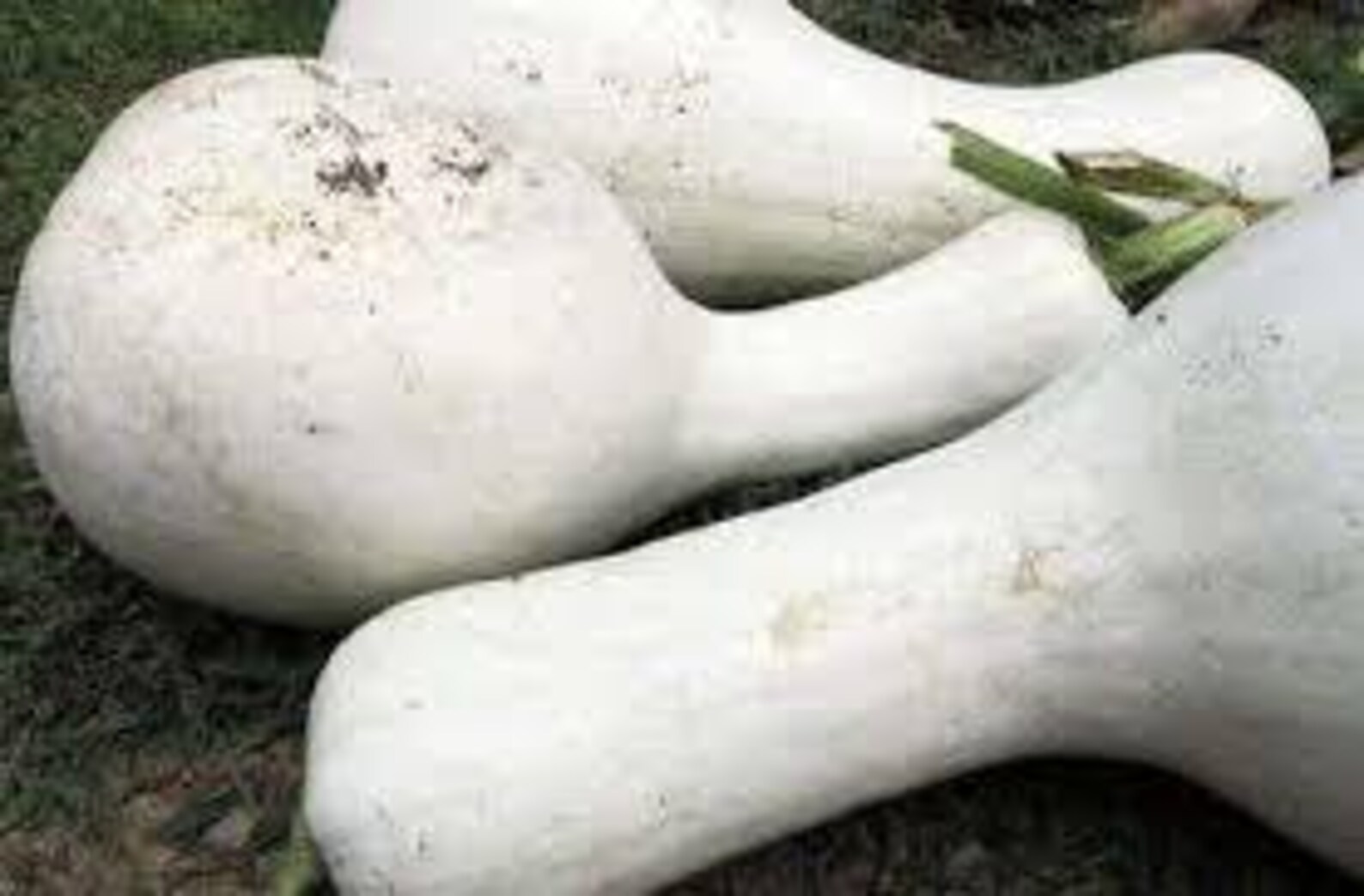 10 White Cushaw Winter Squash Seeds. Ships Free - Etsy
