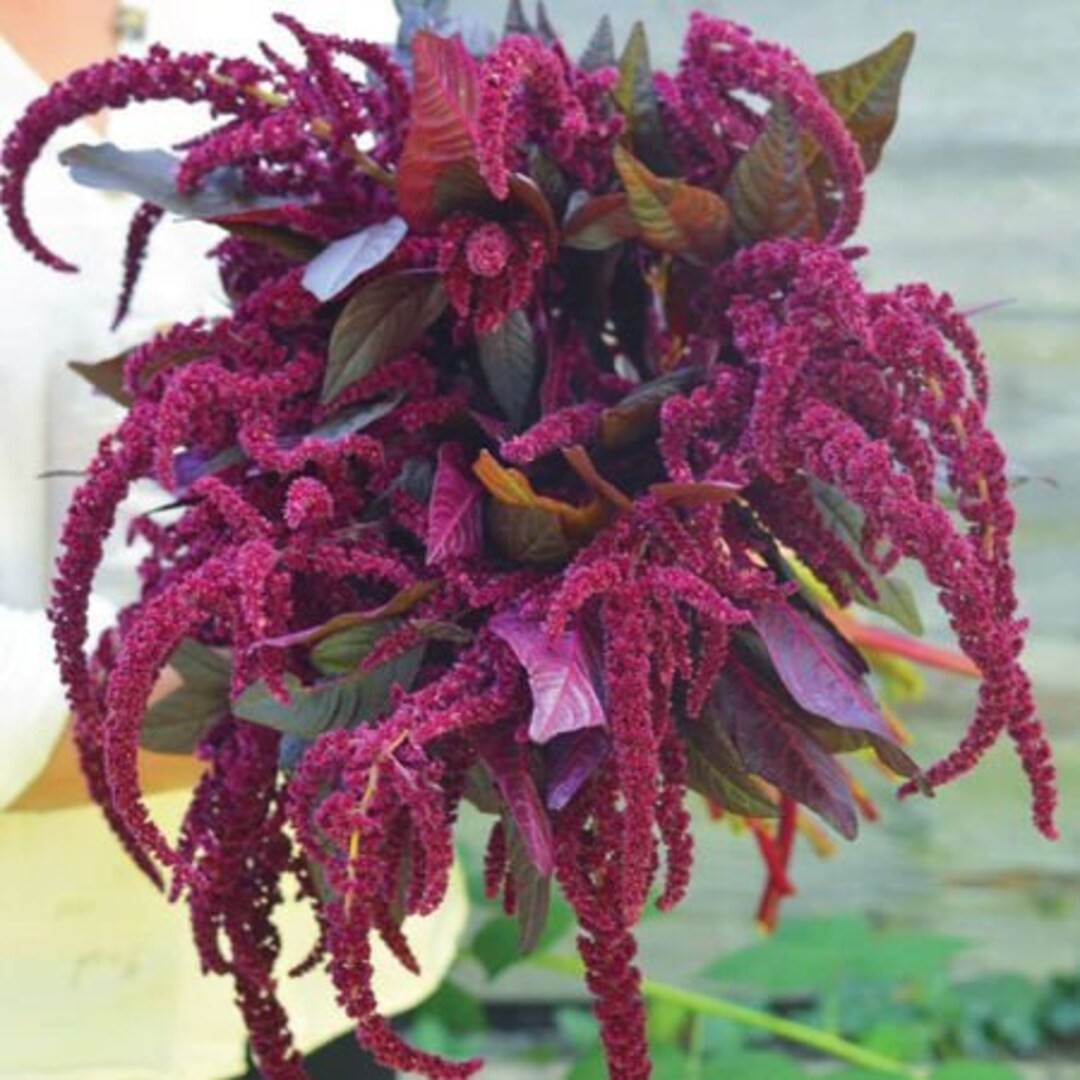 100 Hopi Red Dye Amaranthus Seeds. Ships Free - Etsy