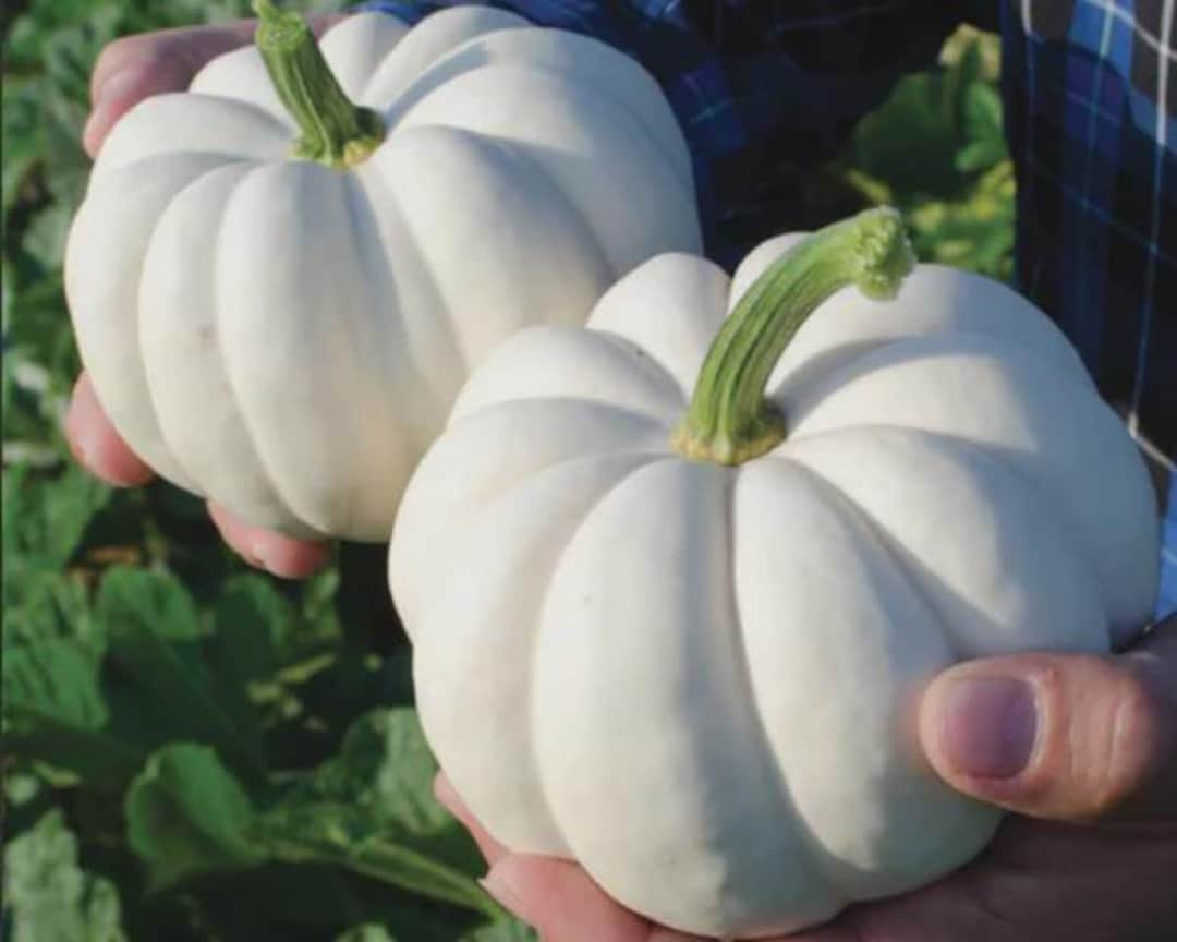 20 Casperita Pumpkin Seeds. Ships Free - Etsy
