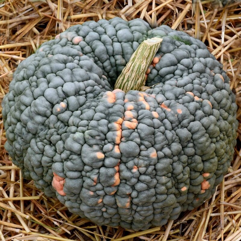 Grey Pumpkin Squash - Etsy