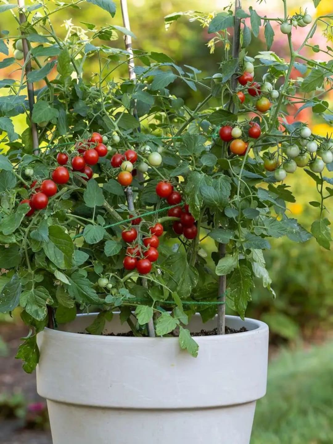 20 Sweetheart of the Patio Tomato Seeds. Ships Free - Etsy
