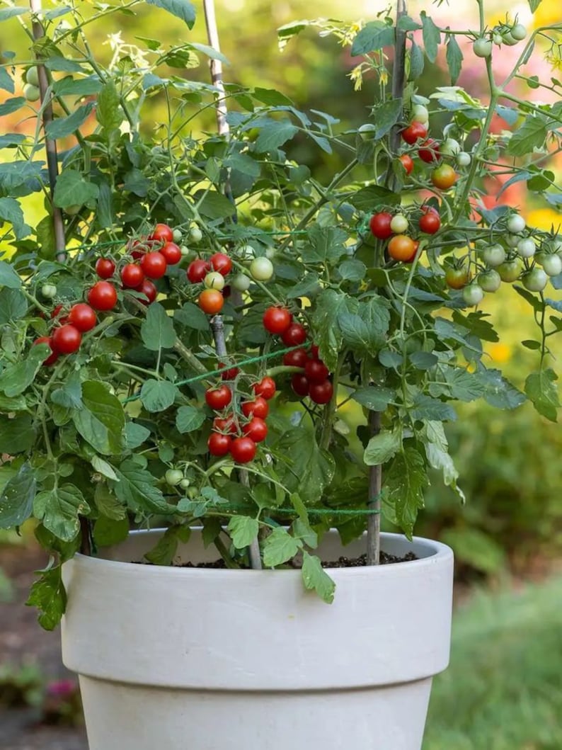 50 Sweetheart of the Patio Tomato Seeds. Ships Free - Etsy