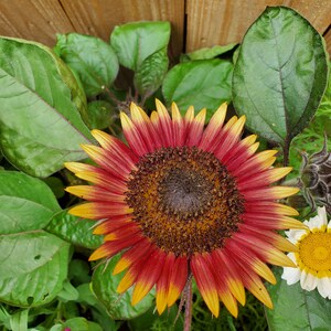 10 Ms. Mars Pink Dwarf Sunflower Seeds. Ships Free - Etsy