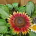 10 Ms. Mars Pink Dwarf Sunflower Seeds. Ships Free - Etsy