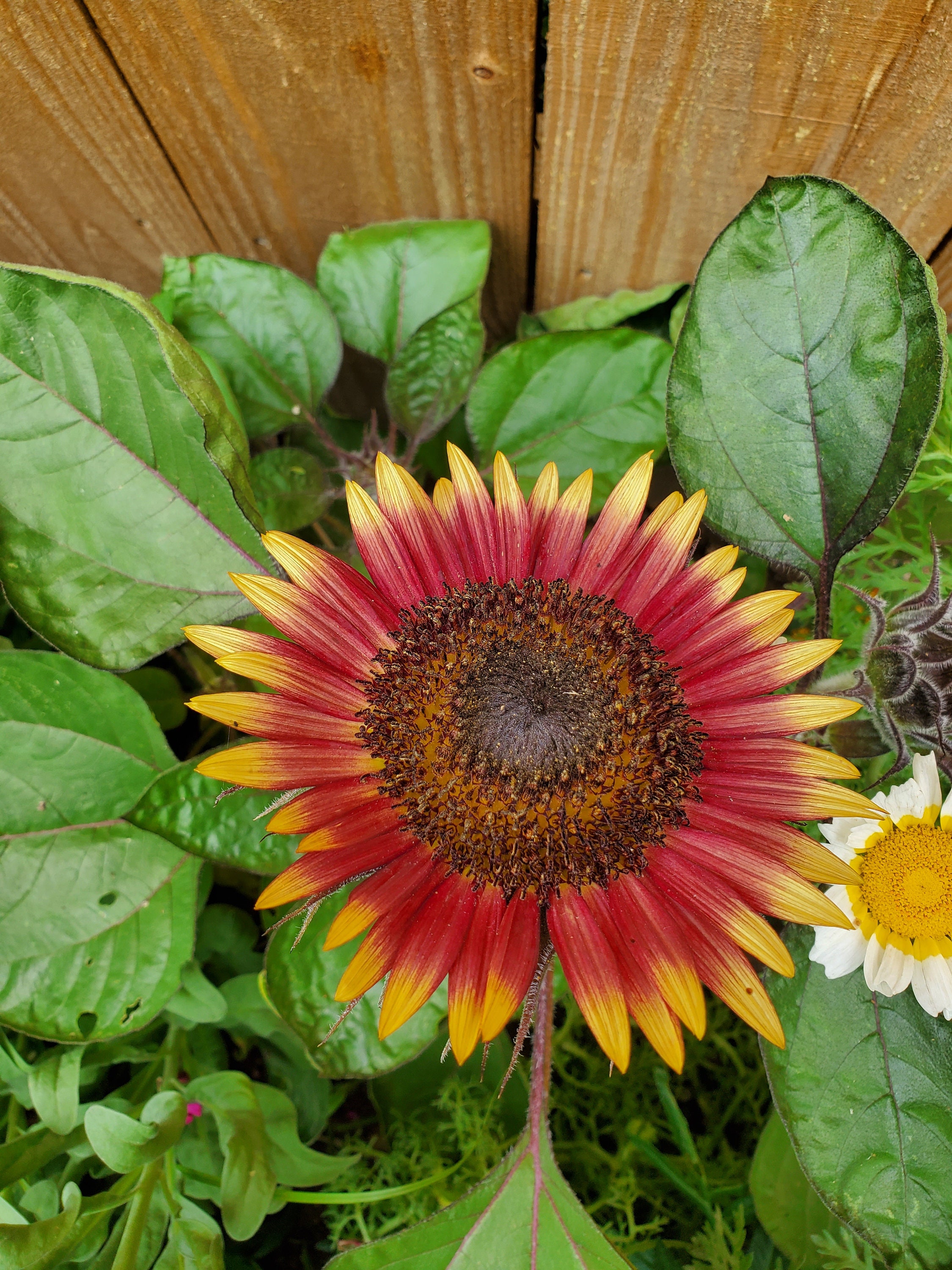 10 Ms. Mars Pink Dwarf Sunflower Seeds. Ships Free - Etsy