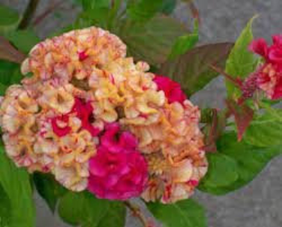 50 Variegated Cockscomb Celosia Seeds - Etsy