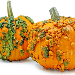 30 Mini Knucklehead Warty Pumpkin Seeds - Etsy