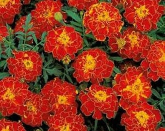 FRENCH MARIGOLD Double Brocade Red 350 SEEDS Tagetes - Etsy