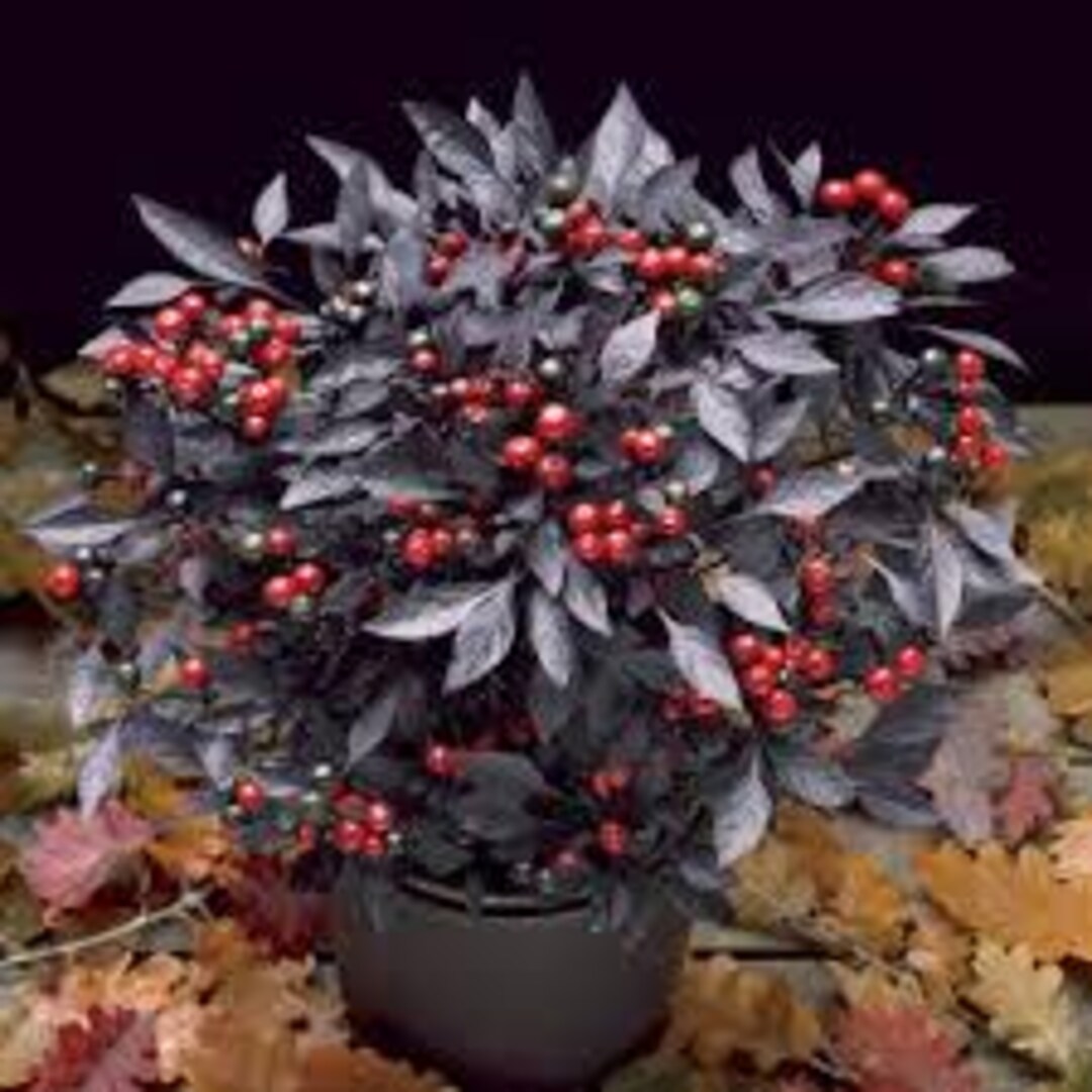 50 Red Onyx Ornamental Pepper Seeds. Ships Free. - Etsy