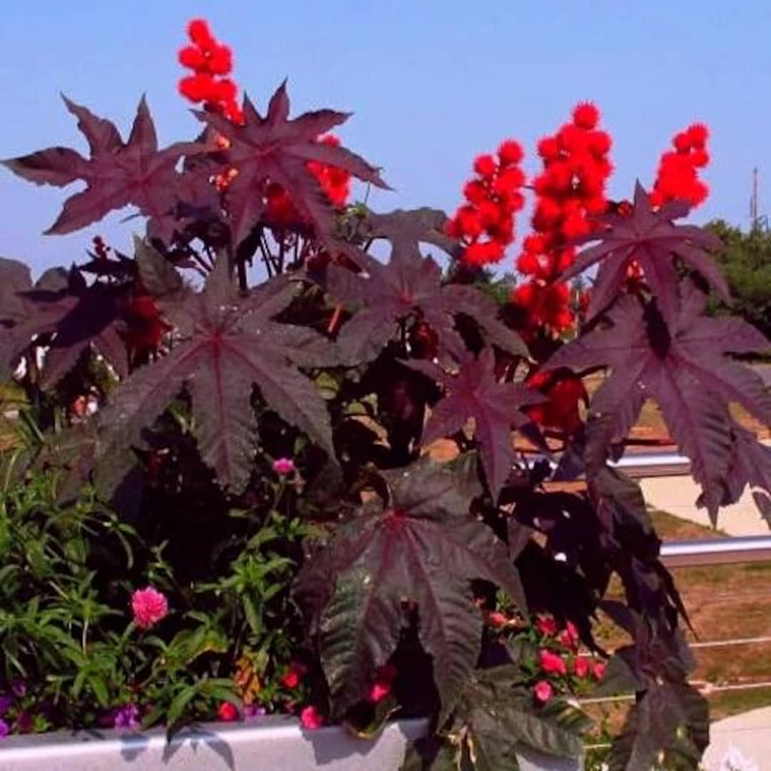 50 Red Wonder Tree Castor Pods Exotic Seeds. Ships Free - Etsy