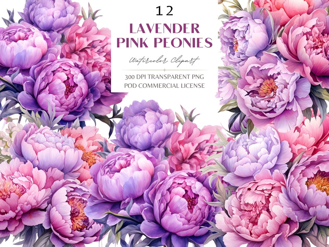 Lavender Pink Peonies Flower Bouquets Clipart, Watercolor Pink Floral ...