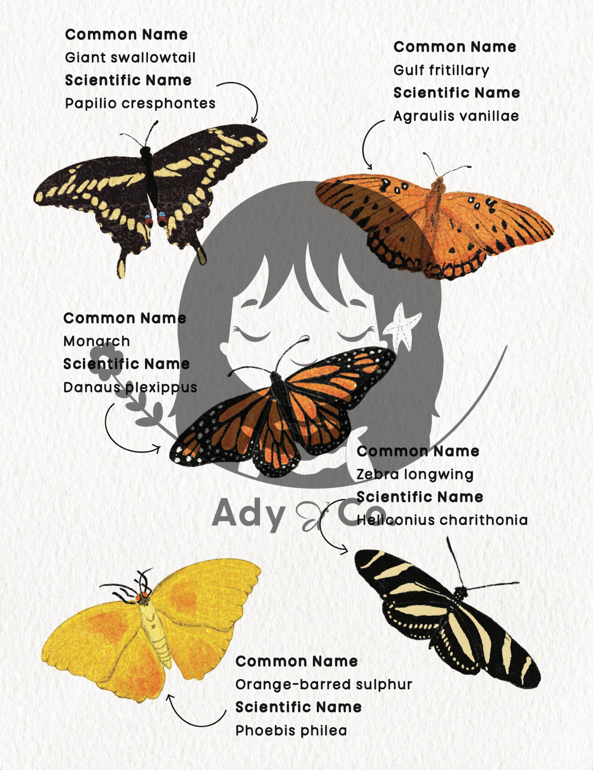 Butterfly Science Raising Butterflies - Etsy