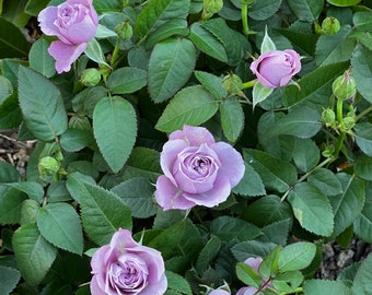 Miniature Rose Plant - Etsy