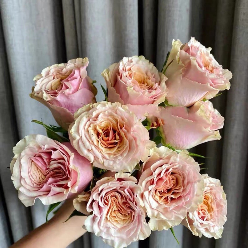 Rose mabella 玛贝拉 Cut Florist Rose Pink Coral Live Plant Rare - Etsy