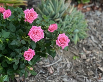 Miniature Rose Plant - Etsy