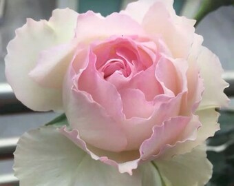 M Perzik Rose - Etsy