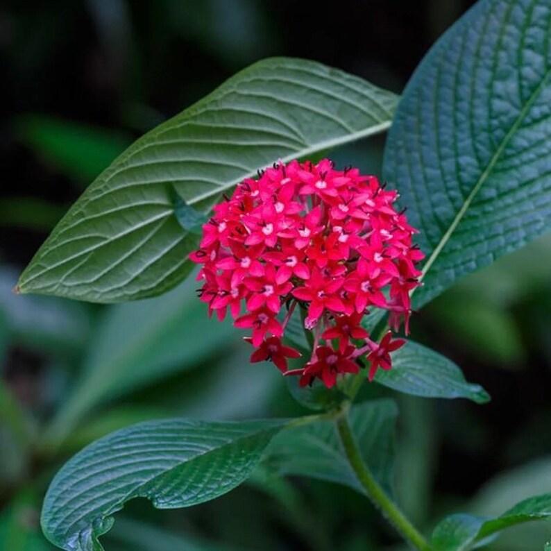 Pentas Red Star Flower Live Plant Pentas Lanceolota Butterfly - Etsy