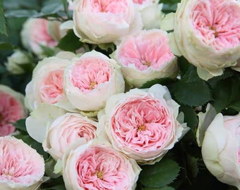 Pompon Veranda Rose - Etsy