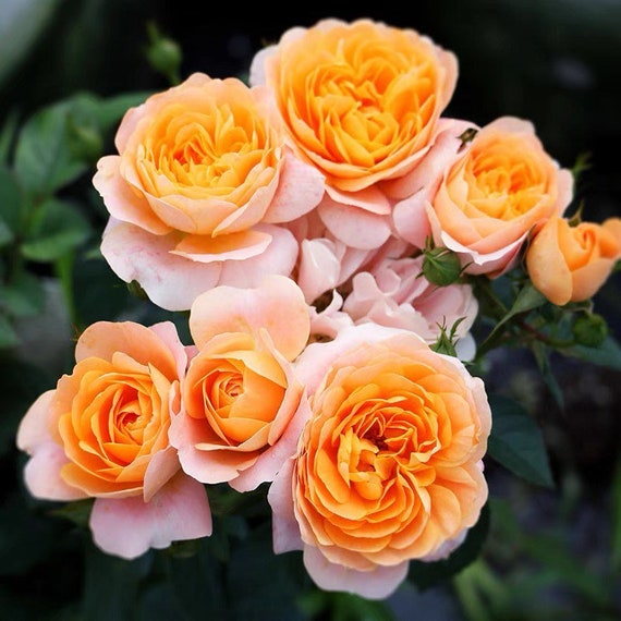 Coral And Orange Roses