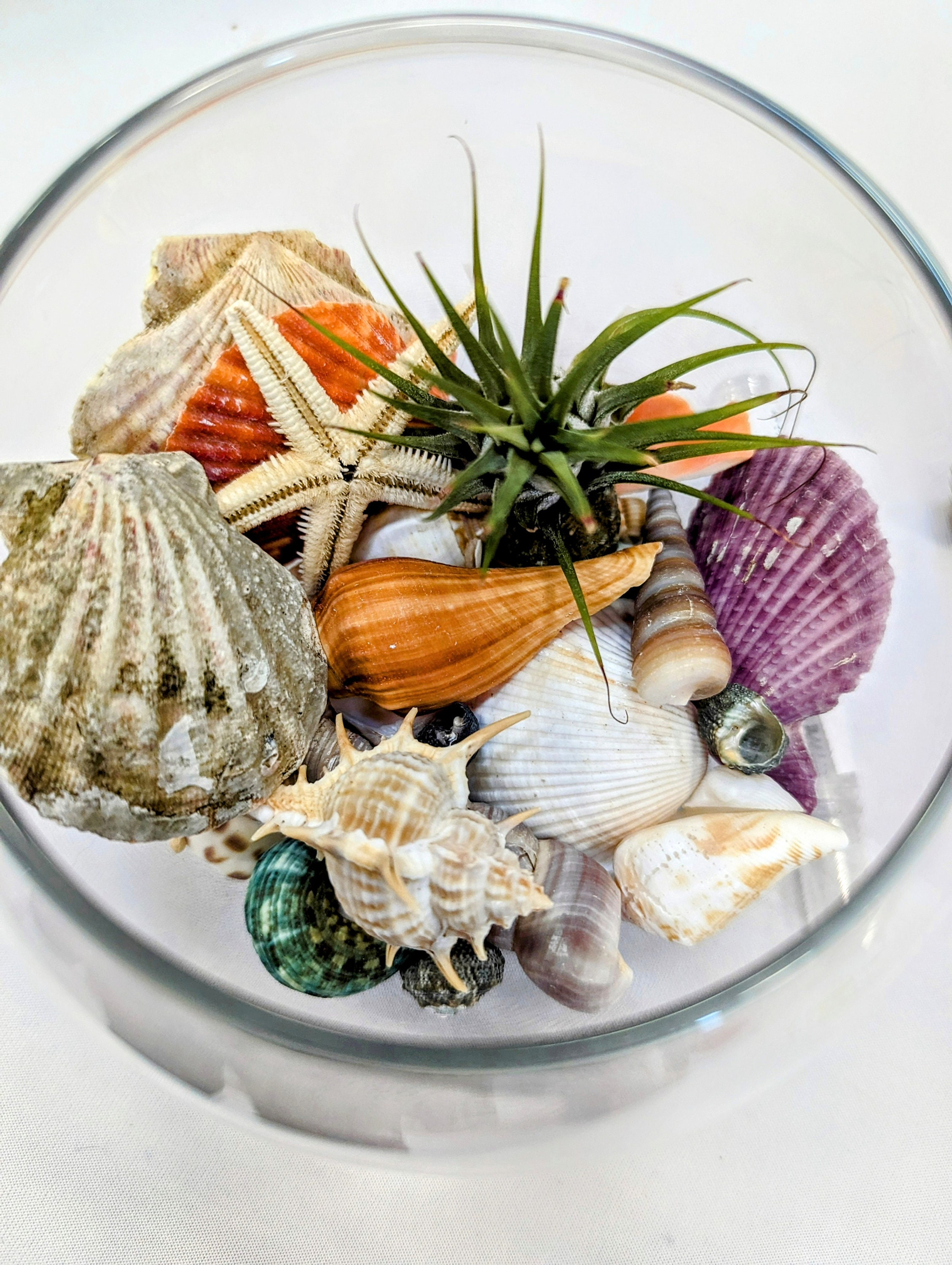 DIY Air Plant Terrarium Kit: Live Tillandsia, Shells, Sand & Sea Star ...