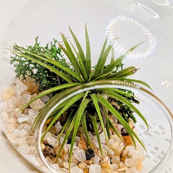 Hanging Terrarium - Etsy