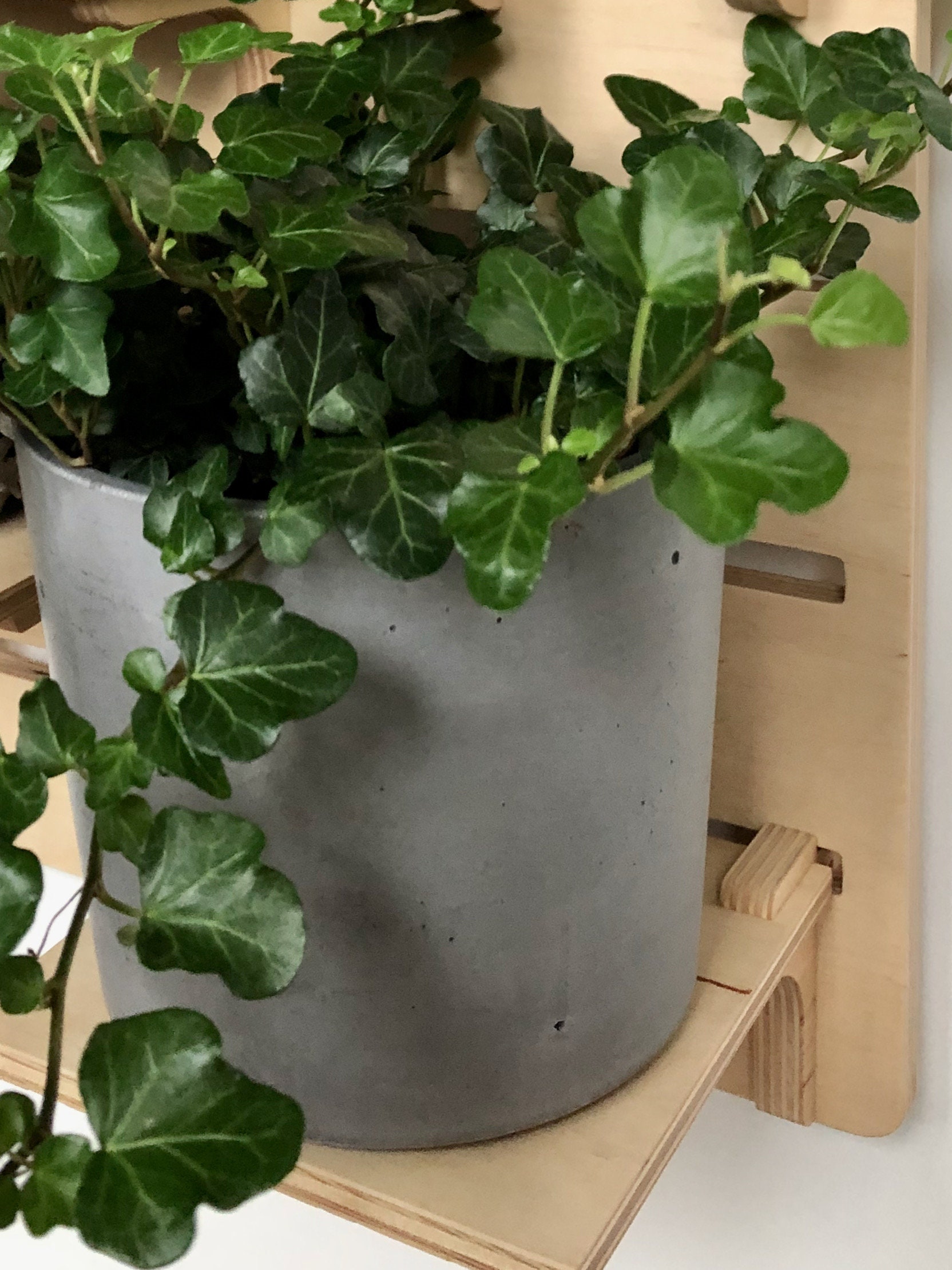 Pegboard for Plants. Innovative Indoor Vertical Garden. Board & Set of ...