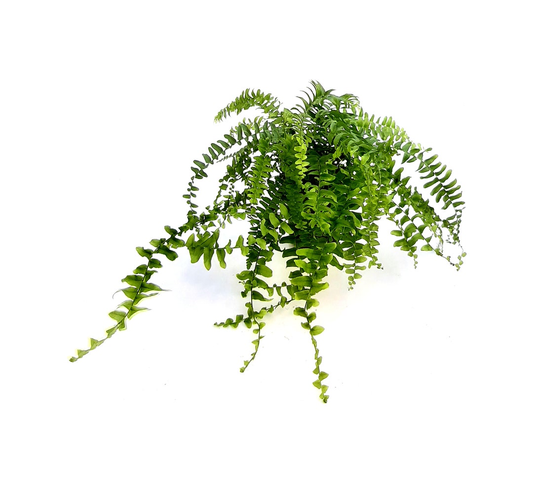 3.5“-pot Boston Fern, Nephrolepis Exaltata, Sword Fern, Ladder Fern ...